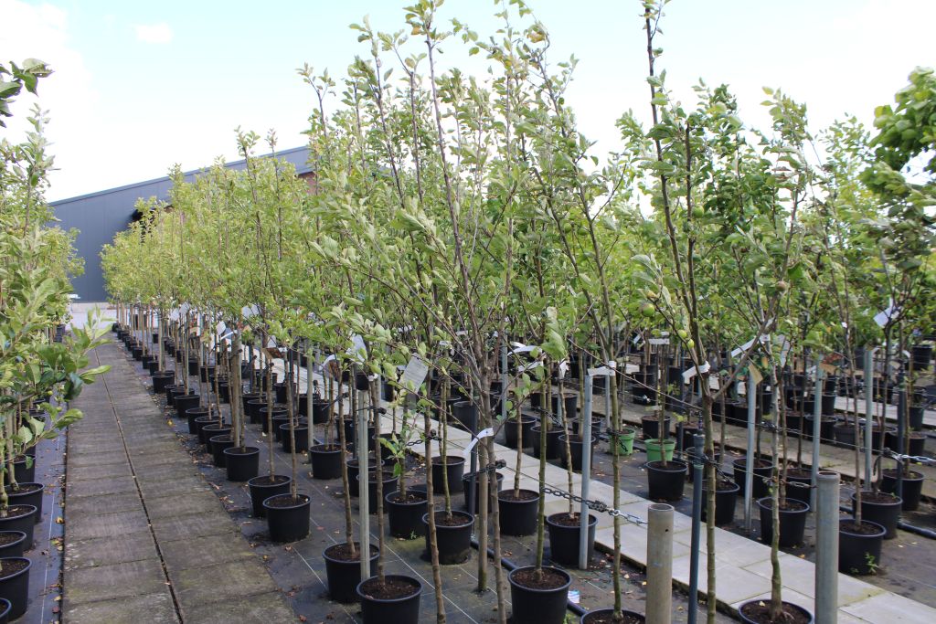 Prachtige fruitbomen kopen bij Tuincentrum Boomkwekerij Westerkwartier ...